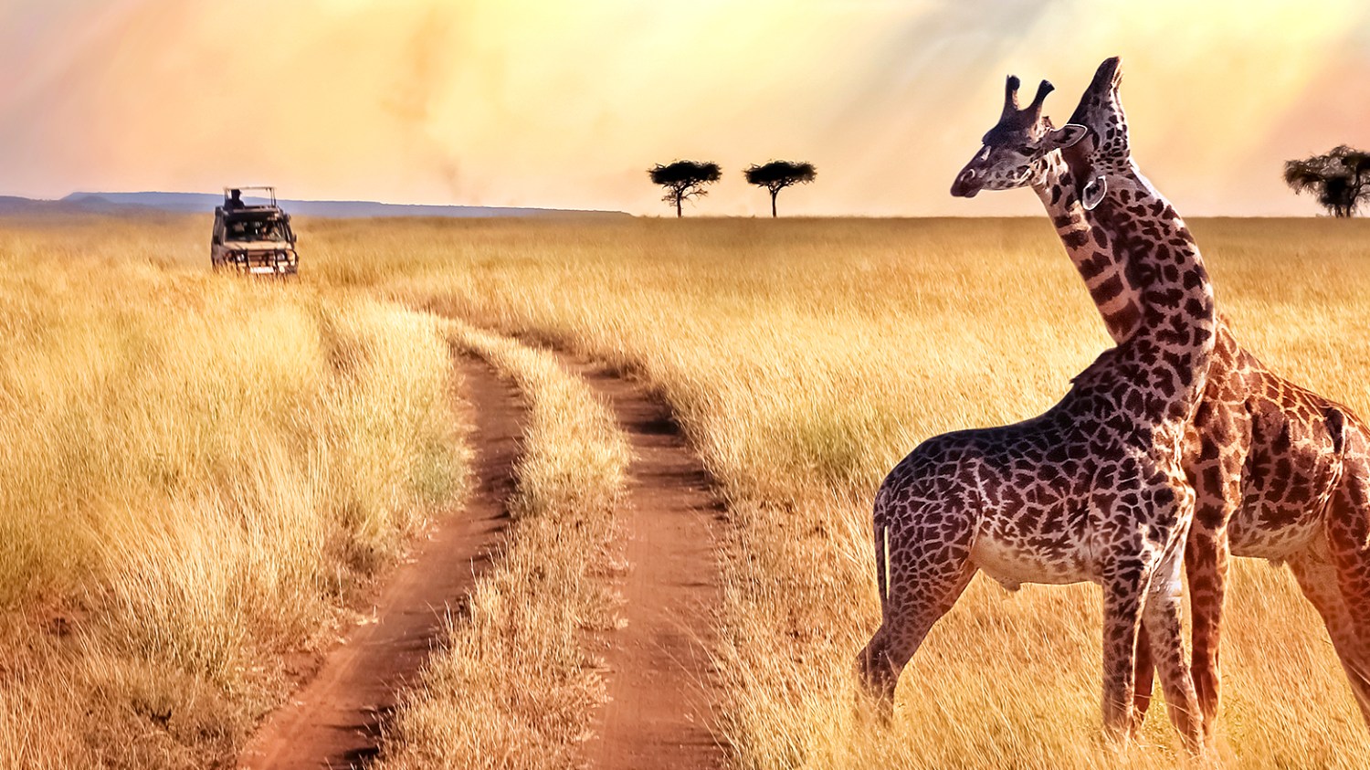 Partner options | Restova